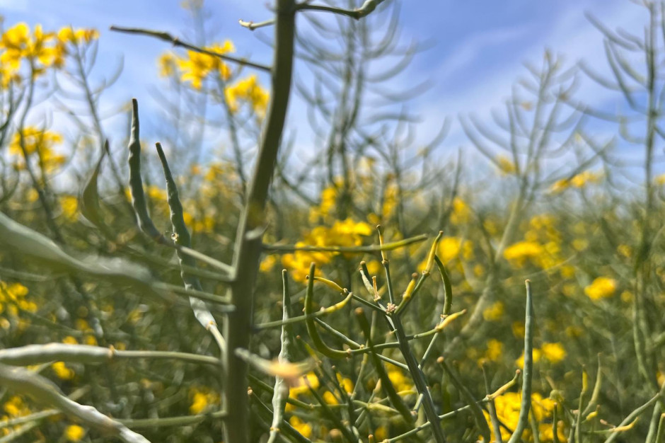 Spadek cen oleistych na światowych giełdach na początku tygodnia. Nowe dane