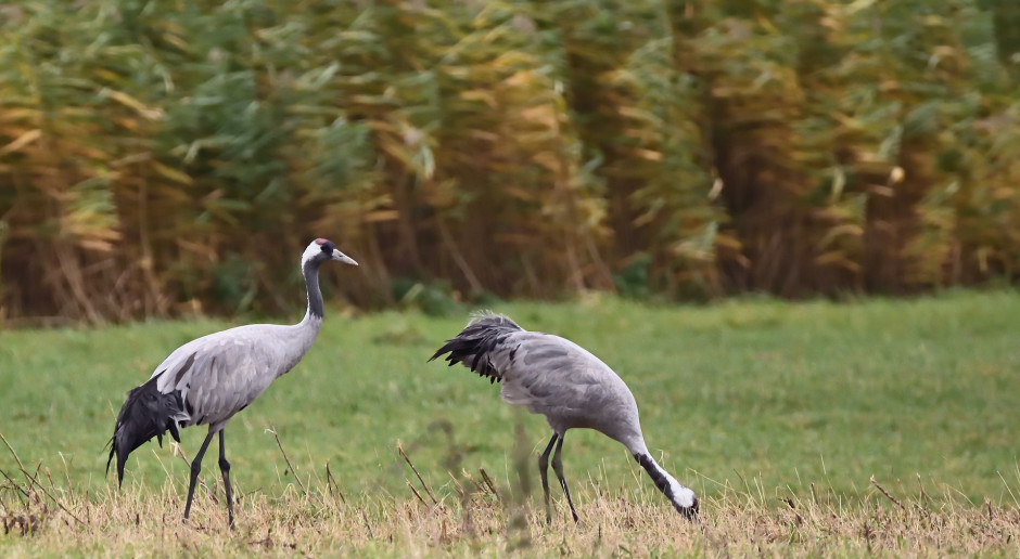 Rząd zdecyduje o nowym wsparciu dla rolników na ochronę torfowisk