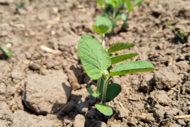 strategia sojowa - wiadomości i popularne artykuły z portalu Farmer.pl