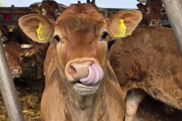 numer WNI - wiadomości i popularne artykuły z portalu Farmer.pl